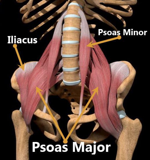 Muscles of the Hip: A Comprehensive Guide - JOI Jacksonville ...