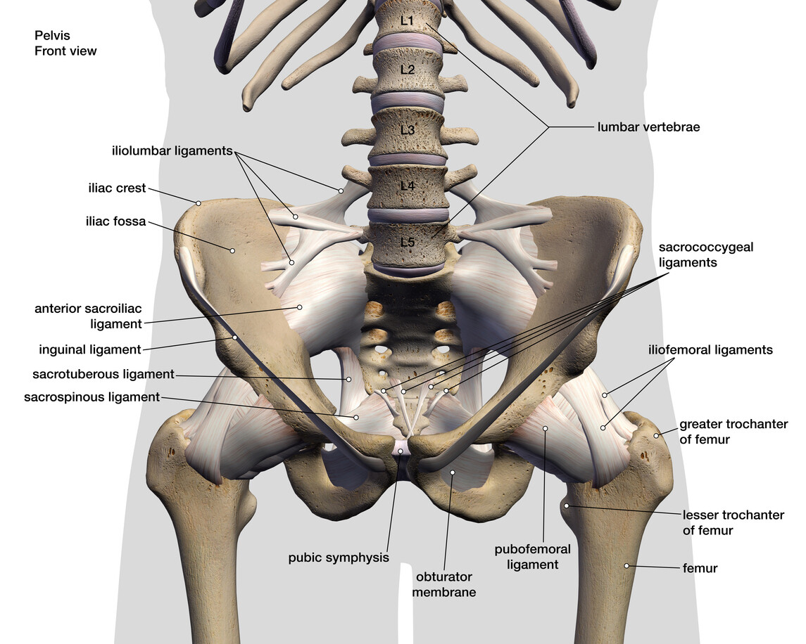 Hip Anatomy JOI Jacksonville Orthopaedic Institute Hip Anatomy JOI Jacksonville Orthopaedic Institute