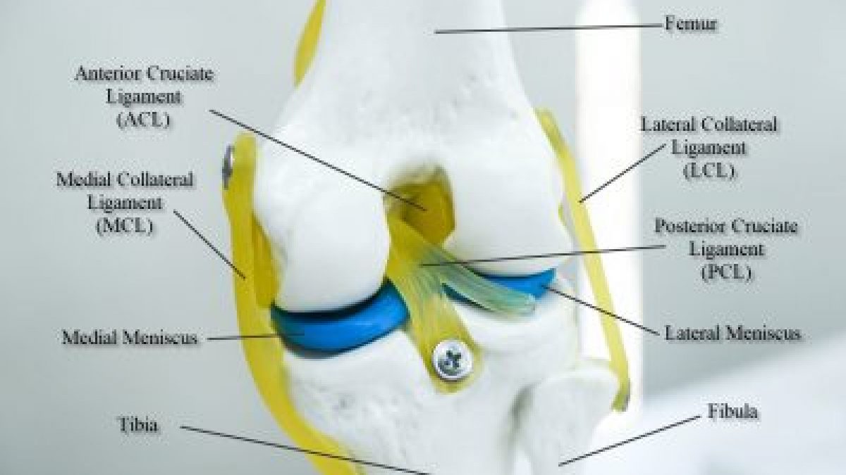 Ligaments Of The Knee Inner Knee Pain: Why Does The Inside Of My Knee