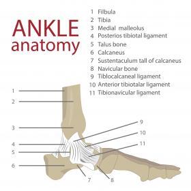 Bones in the Ankle - JOI Jacksonville Orthopaedic Institute