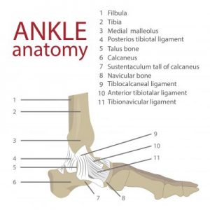 Compound Ankle Fracture: Types, Symptoms, and Treatment - JOI