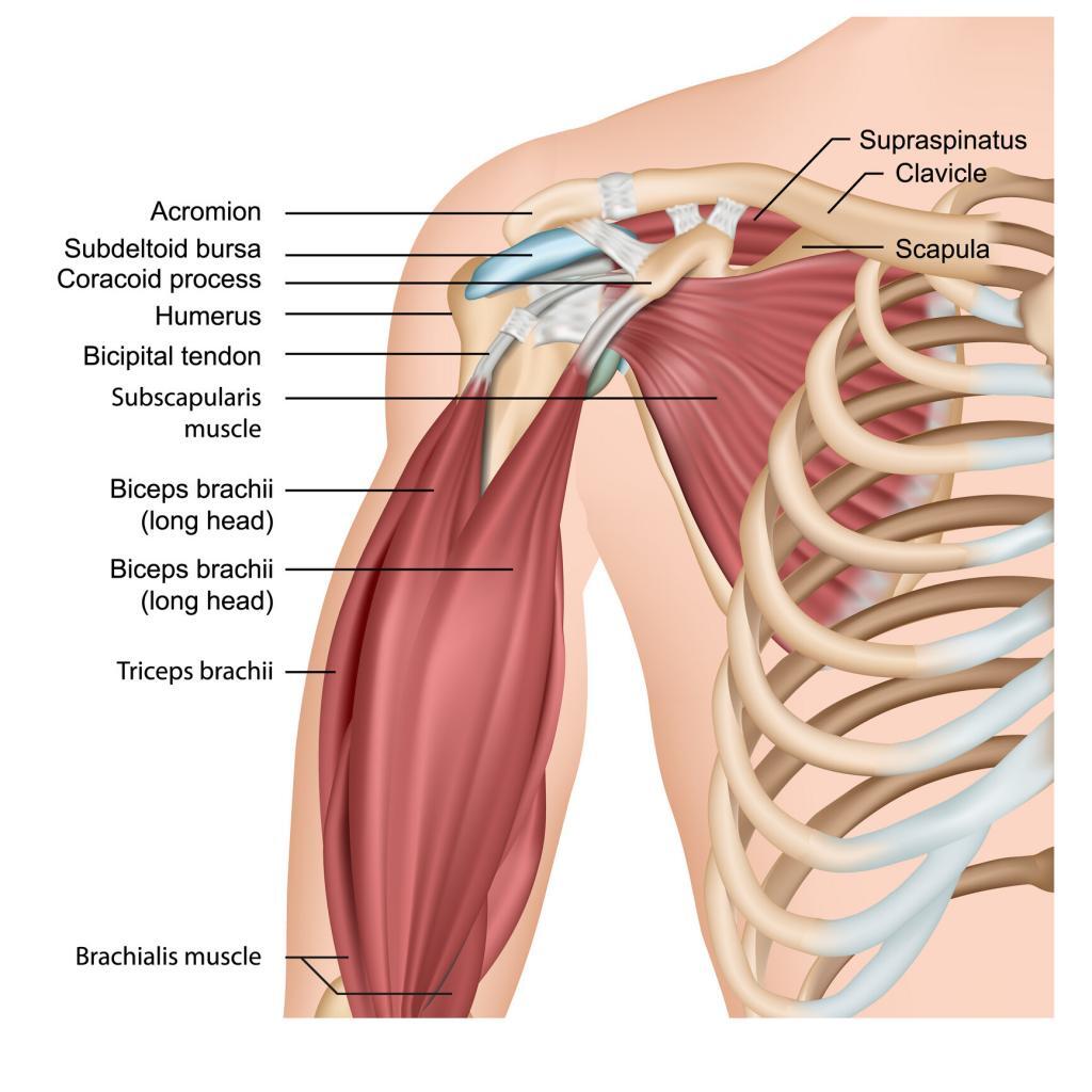 Bicep Anatomy Conditions And Treatment JOI Jacksonville Orthopaedic