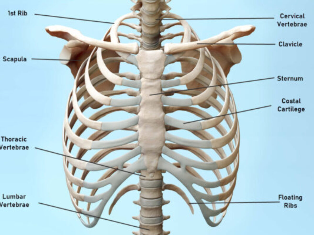 Male Sternum Male Sternum