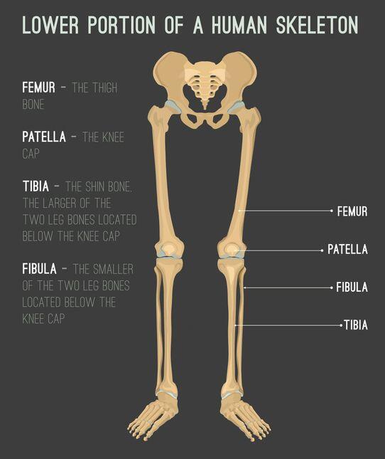 Bones in the Leg - JOI Jacksonville Orthopaedic Institute