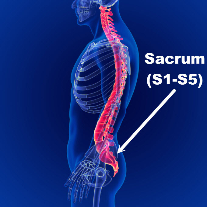Bones of the Back - JOI Jacksonville Orthopaedic Institute