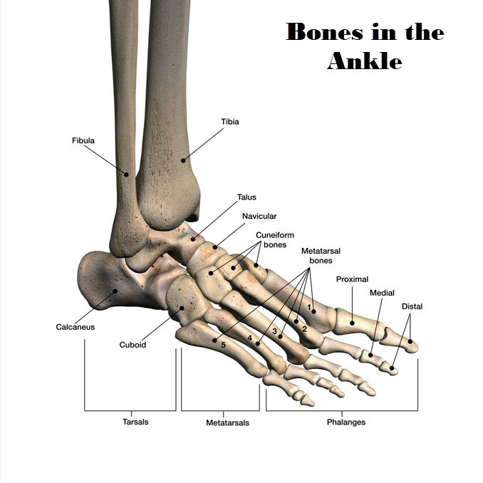 Anatomy Of The Ankle Bones