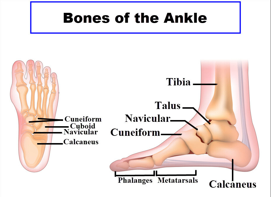 Ankle Bones 101: A Comprehensive Guide - JOI Jacksonville Orthopaedic Institute