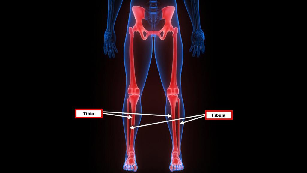 Ankle Bones 101: A Comprehensive Guide - JOI Jacksonville Orthopaedic ...
