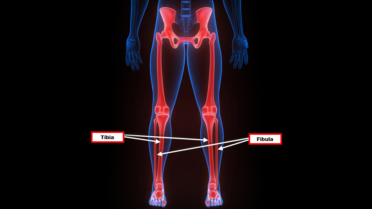 Ankle Bones 101: A Comprehensive Guide - JOI Jacksonville Orthopaedic ...
