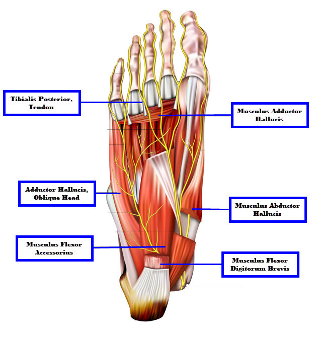 Intrinsic And Extrinsic Muscles Of The Hand Intrinsic And Extrinsic Muscles Of The Hand