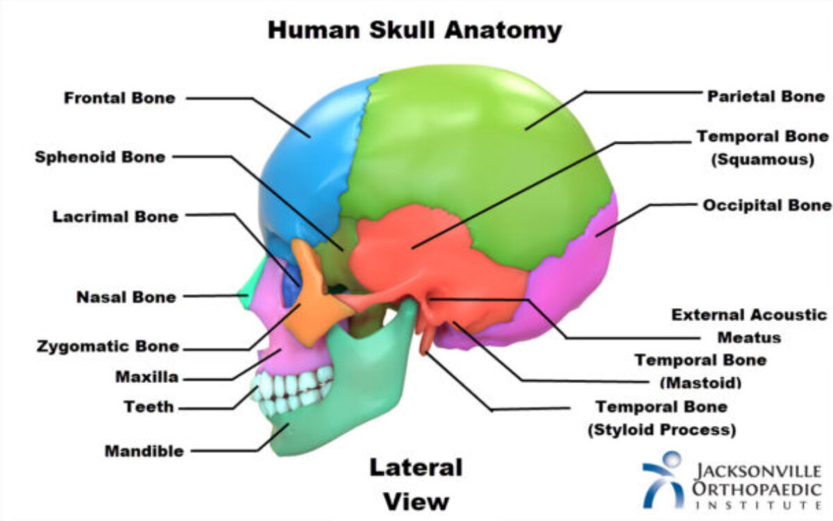 Facial Bones Of The Skull Mnemonic Anatomy And Labeled 47 OFF Facial Bones Of The Skull Mnemonic Anatomy And Labeled 47 OFF