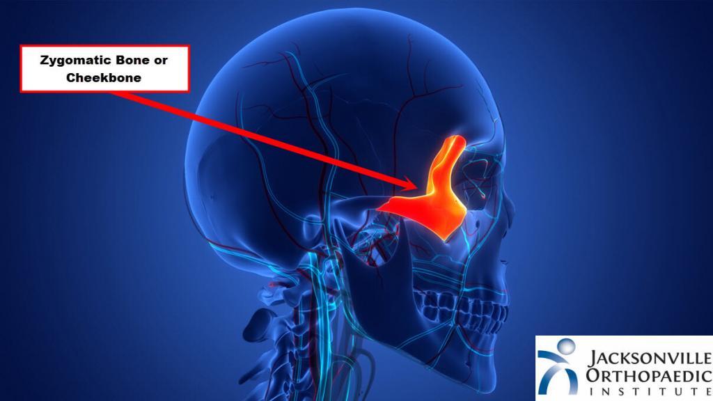 Bones of the Skull Anatomy - Jacksonville Orthopaedic Institute