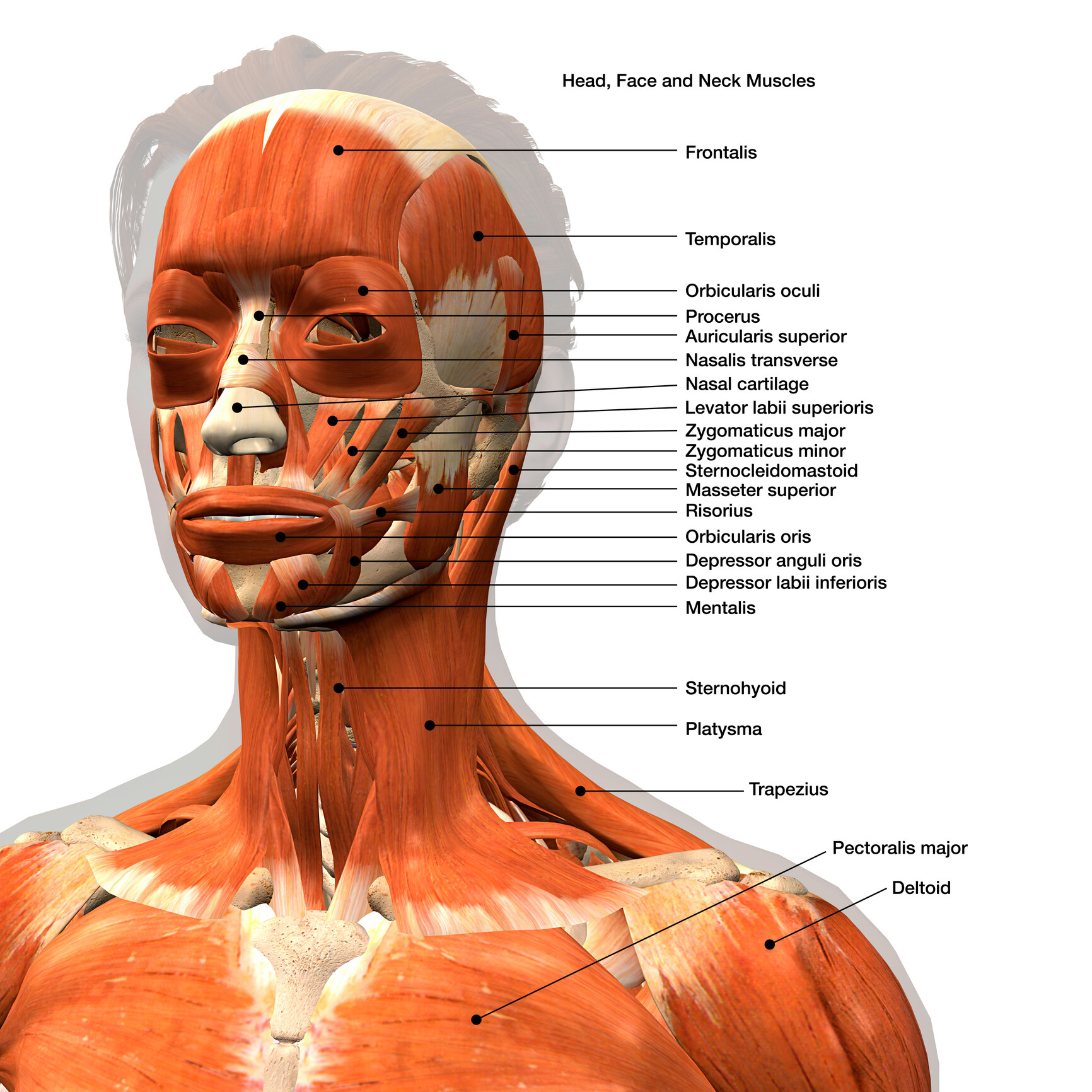 Muscles Of Face Diagram Muscles Of Face Diagram