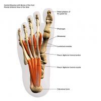 The Foot Anatomy - JOI Jacksonville Orthopaedic Institute