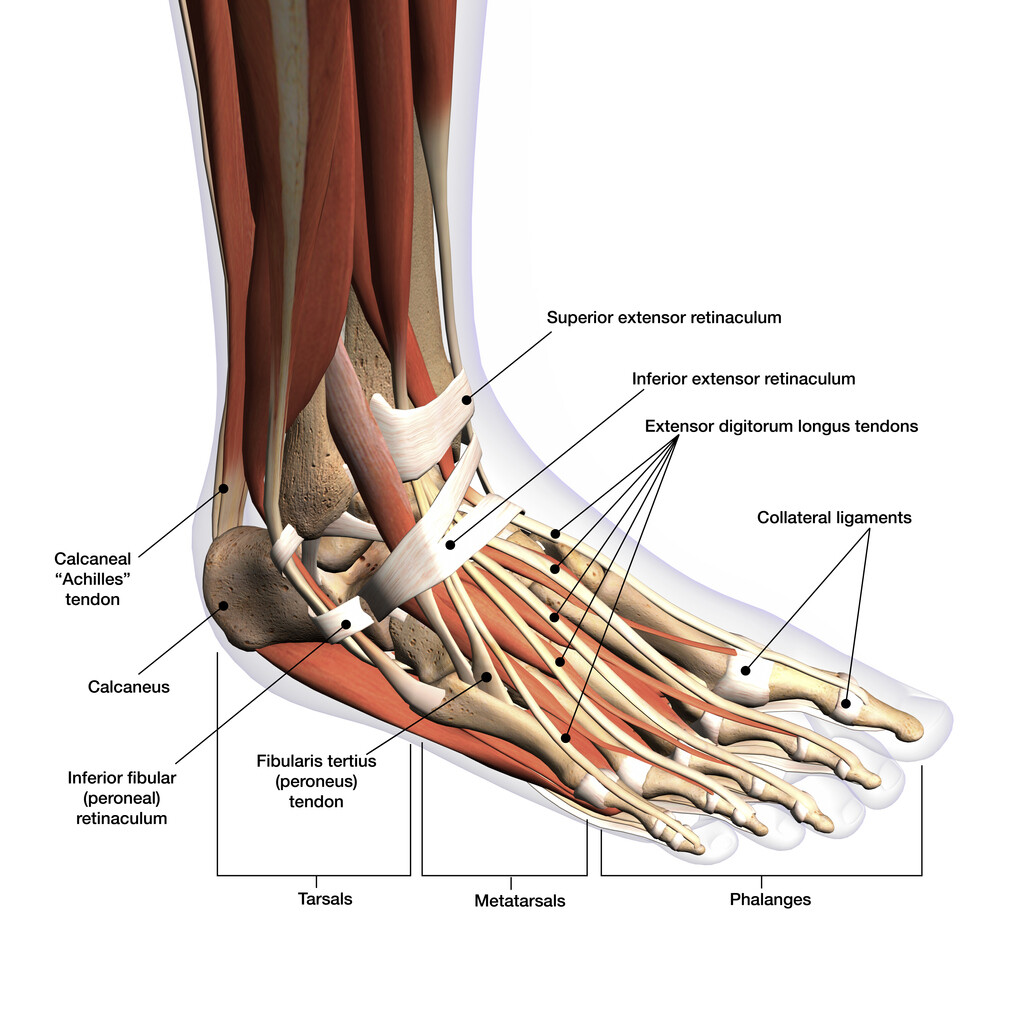 Tendons Of The Foot JOI Jacksonville Orthopaedic Institute Tendons Of The Foot JOI Jacksonville Orthopaedic Institute