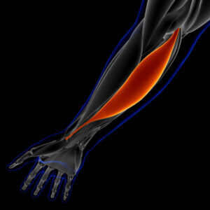 Muscles of the Wrist - JOI Jacksonville Orthopaedic Institute