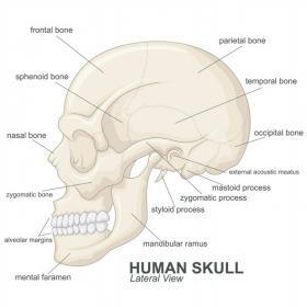 Bones of the Face - JOI Jacksonville Orthopaedic Institute
