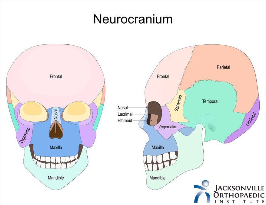Bones of the Skull Anatomy - Jacksonville Orthopaedic Institute