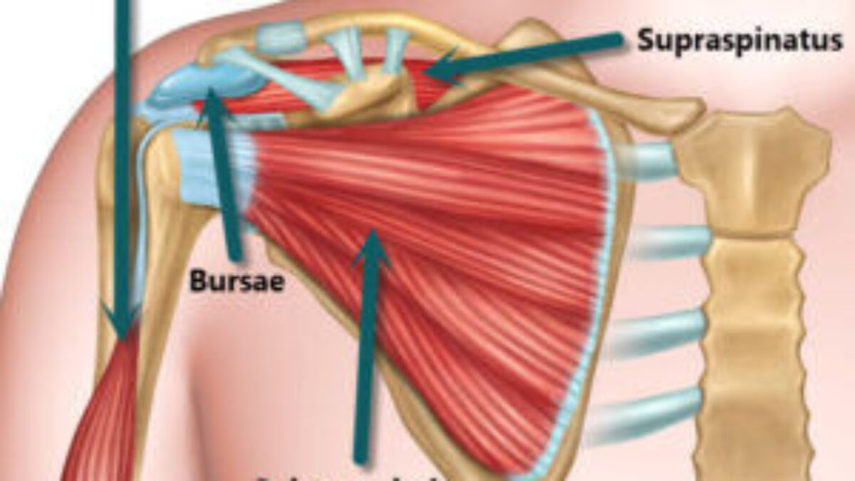 Anterior Shoulder Muscle