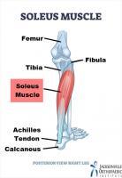 What is the Soleus Muscle? - JOI & JOI Rehab