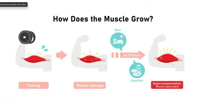 What is Muscle Hypertrophy? - JOI Rehab