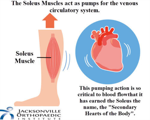 What is the Soleus Muscle? - JOI & JOI Rehab