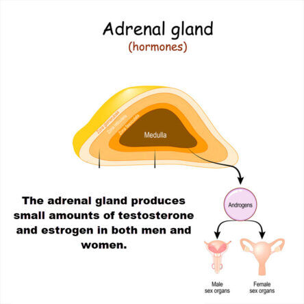 What are Androgens? - JOI Jacksonville Orthopaedic Institute